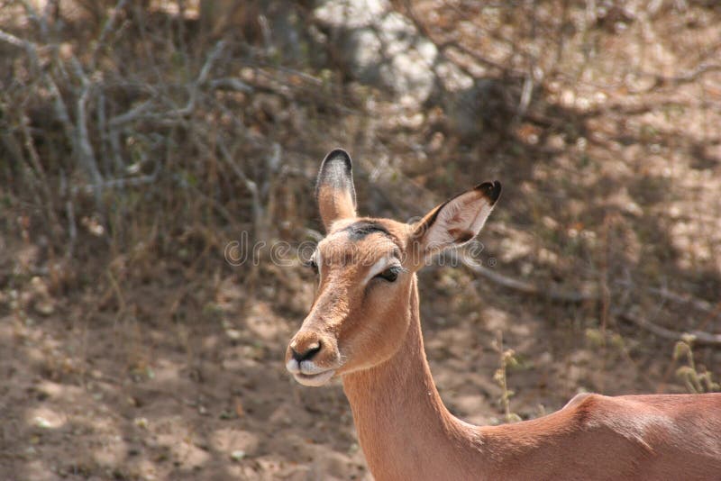 5,865 African Deer Photos - Free & Royalty-Free Stock Photos from ...