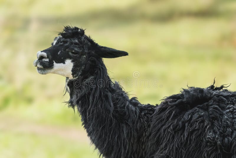 South American Black Alpaca Stock Image - Image of ecology, lama: 347562905