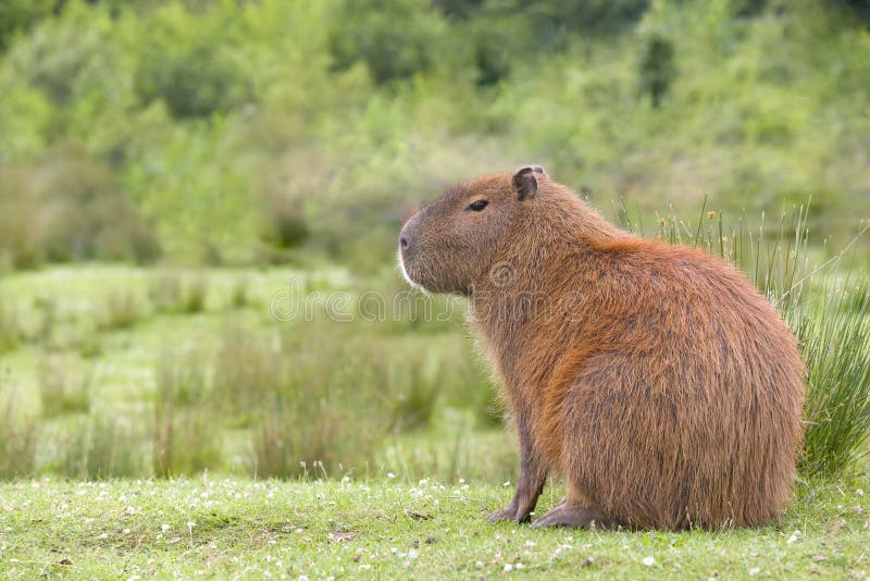 South American Capybara Profile Stock Photo - Image of marsh, nature ...