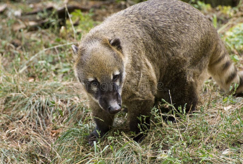 South American Coati stock image. Image of stripes, nose - 10876843