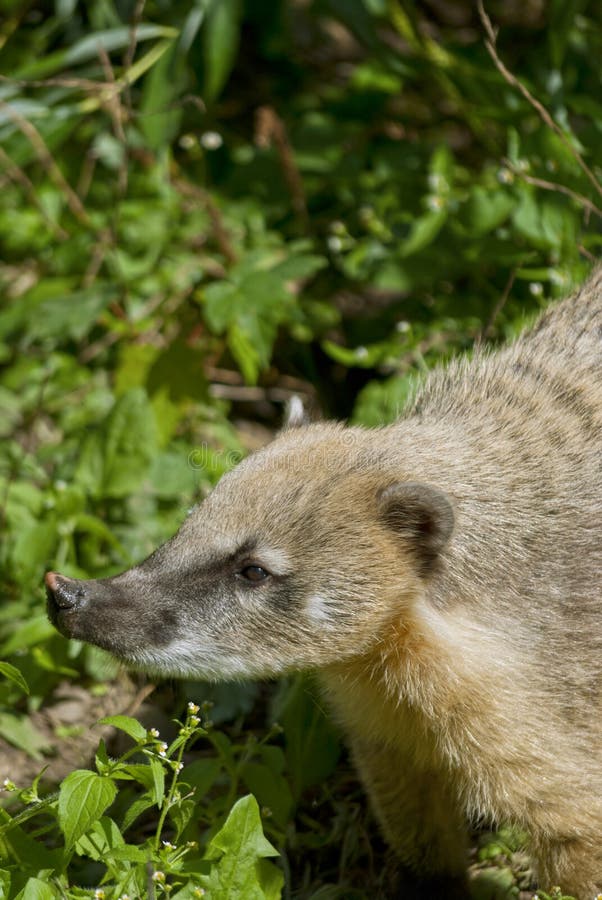 South American Coati stock image. Image of wildlife, ring - 26430503