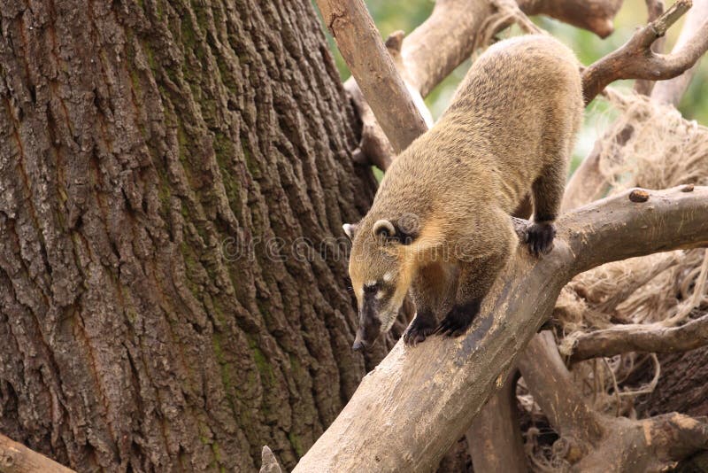 Coati stock photo. Image of crackoon, mammal, raccoon - 19748620