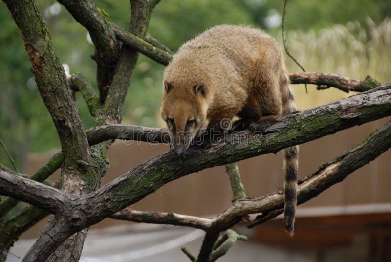 Coati Climbing Down a Palm Tree Stock Image - Image of nose, animal ...