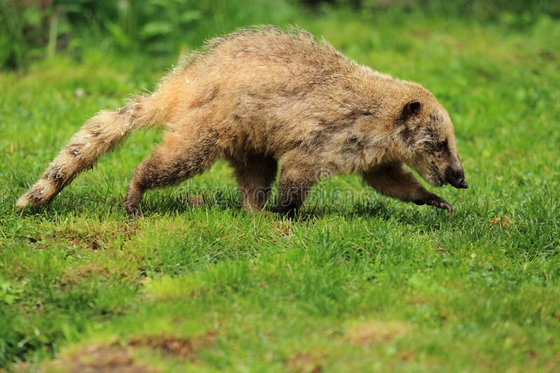 Coati stock photo. Image of crackoon, mammal, raccoon - 19748620