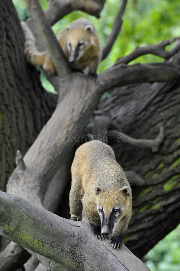 South American Tapir stock image. Image of noise, long - 20814825