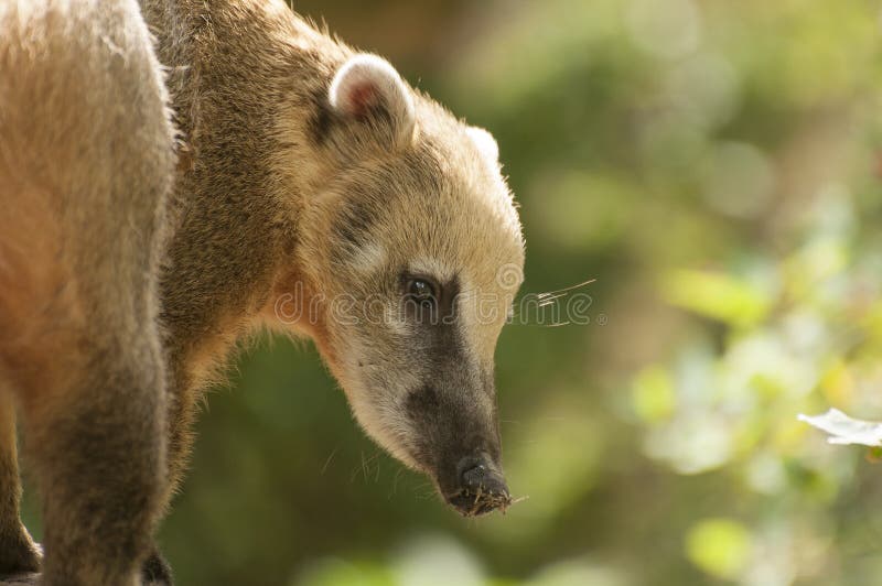South American Coati stock image. Image of tail, south - 20814683