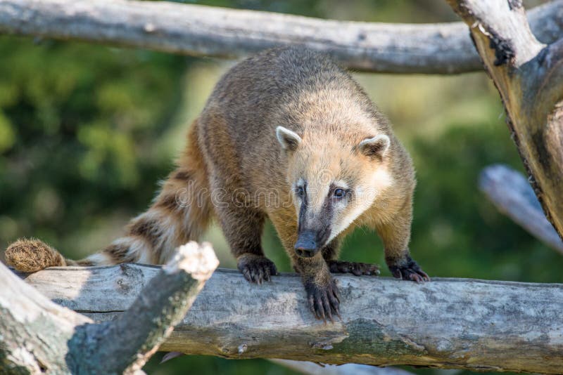 South American Coati Nasua on Tree Branch Stock Photo - Image of ...