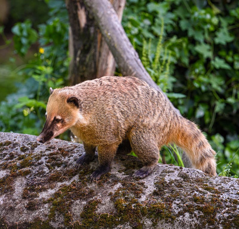 South American Coati or Ring-tailed Coati Stock Photo - Image of fauna ...