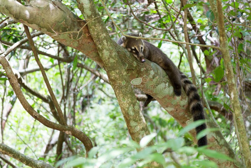 Coati Sleeping on Roof stock photo. Image of america - 93068182