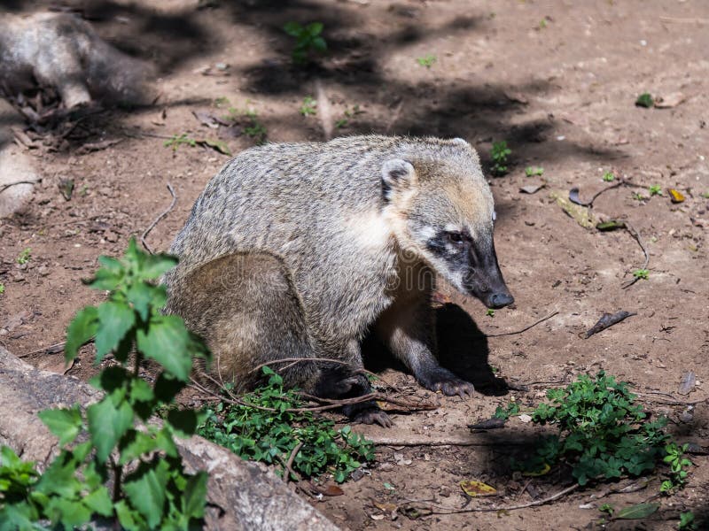 South American Coati Sits on the Ground and Rests on a Sunny Day Stock ...