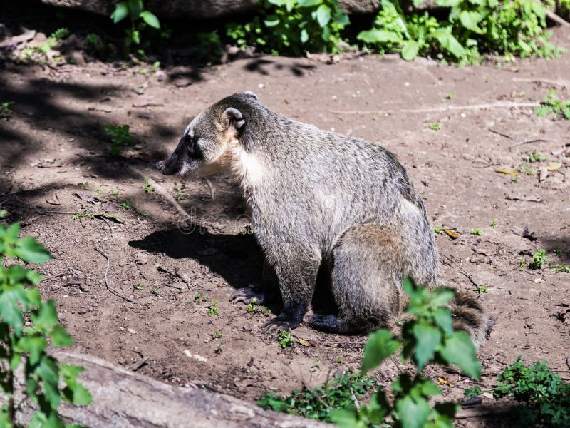 South American Coati Sits on the Ground and Scratches His Head with His ...