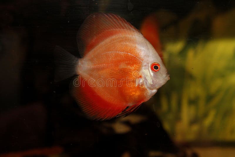 South american discus fish stock image. Image of color - 34826483