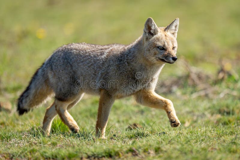 South American Gray Fox Crossing Sunlit Field Stock Image - Image of ...