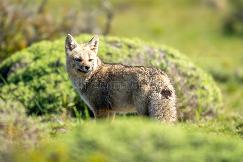 South American Gray Fox Stands Looking Round Stock Image - Image of ...