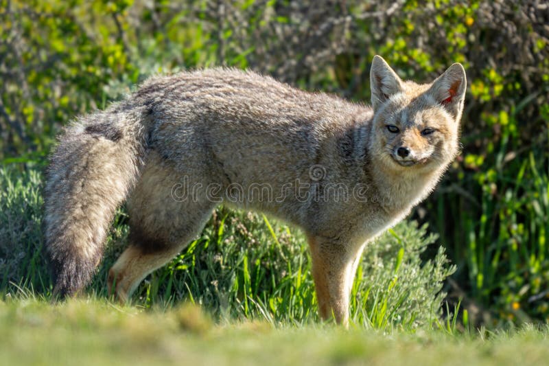 South American Gray Fox Stands Near Bush Stock Photo - Image of griseus ...