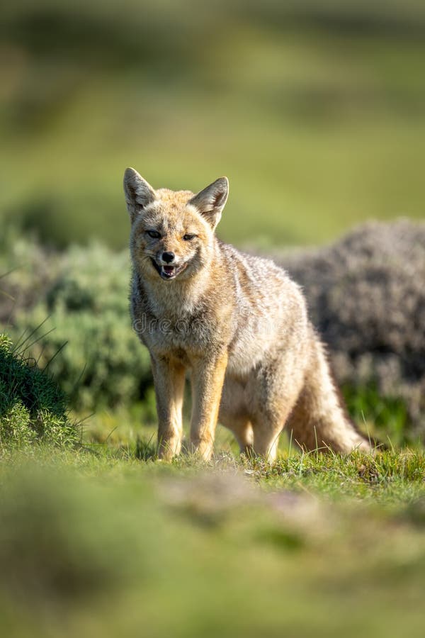 South American Gray Fox Stands Opening Mouth Stock Photo - Image of ...