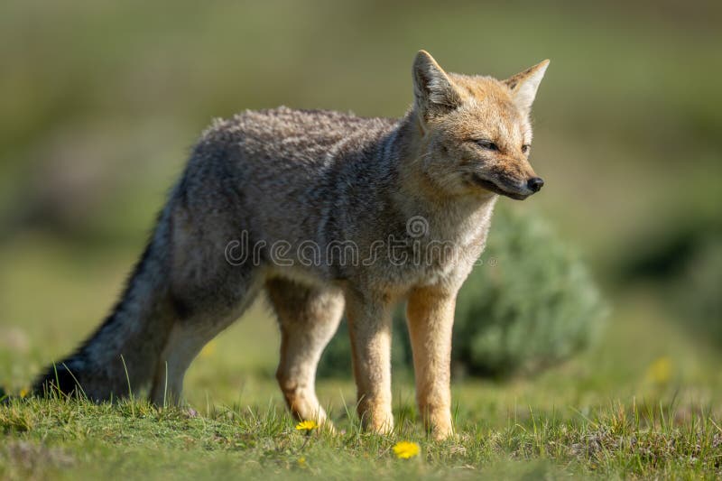 South American Gray Fox Stands in Sunlight Stock Image - Image of ...