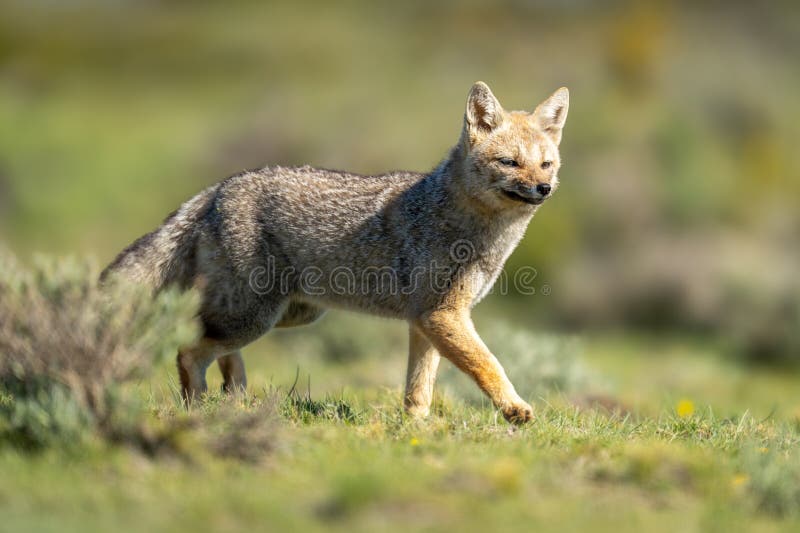 South American Gray Fox Trotting Past Bush Stock Image - Image of ...