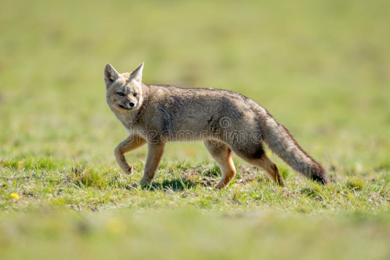 South American Gray Fox Walks Across Plain Stock Photo - Image of ...