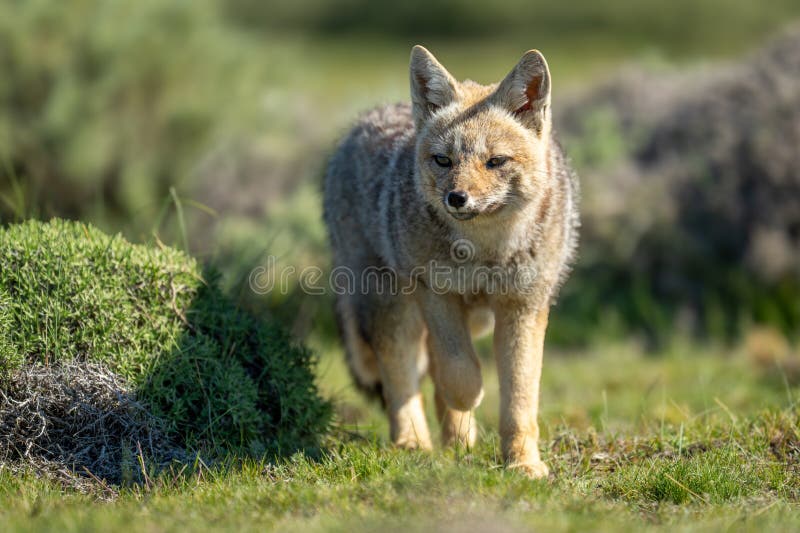 South American Gray Fox Walks Lifting Foot Stock Photo - Image of ...