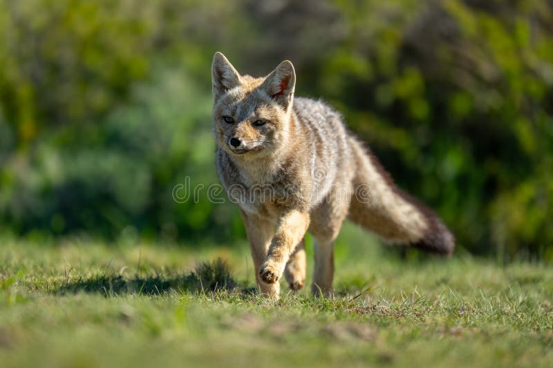 South American Gray Fox Walks Raising Foot Stock Image - Image of ...