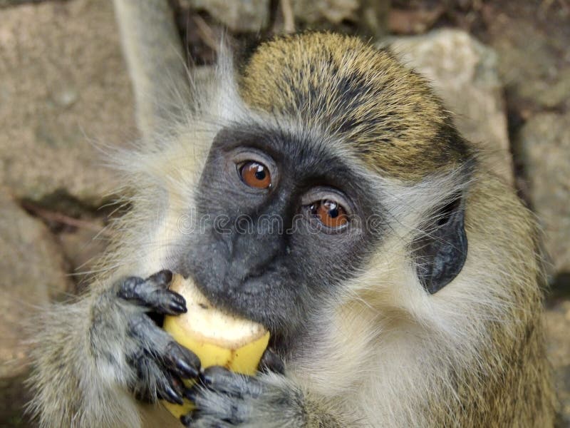 South American Monkey Enjoying Sucking on a Lemon. Stock Photo - Image ...