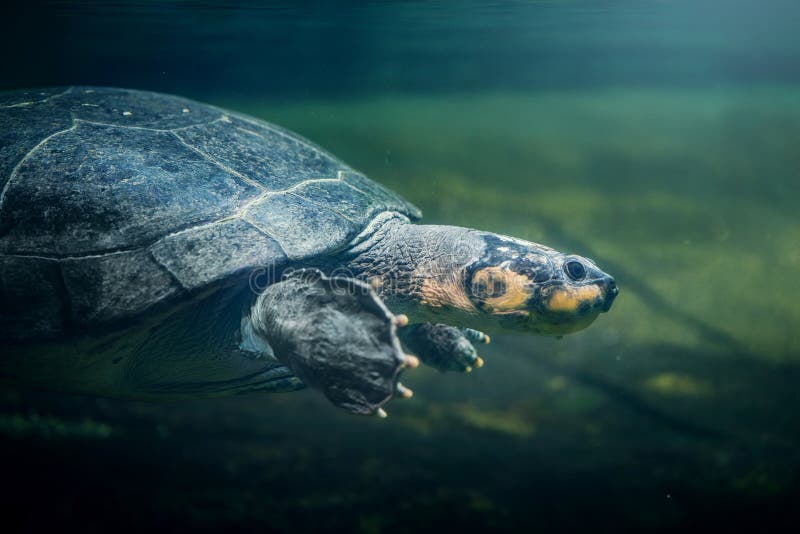 South American River Turtle - Diving Underwater Stock Image - Image of ...