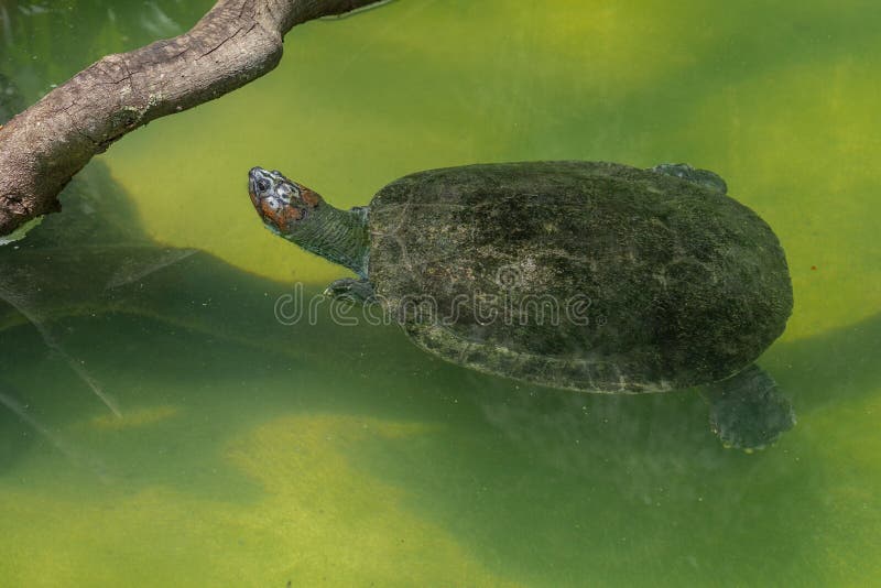 South American River Turtle - Swimming Stock Image - Image of america ...