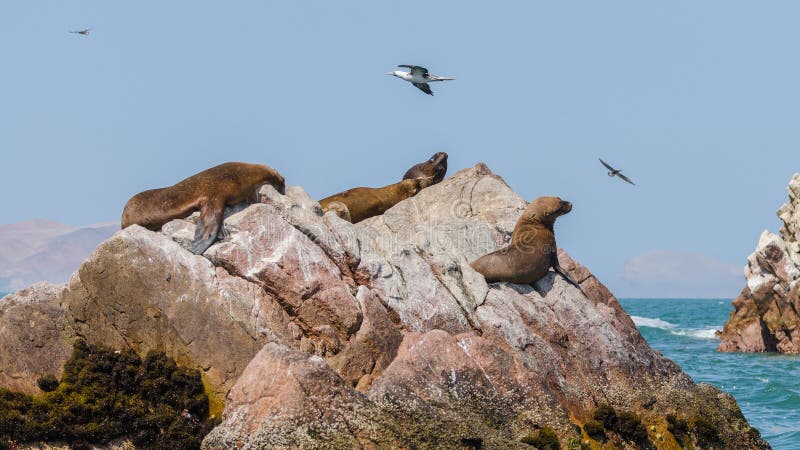 South American Sea Lions Otaria Flavescens Stock Photo - Image of lion ... South American Sea Lions Otaria Flavescens Stock Photo - Image of lion ...