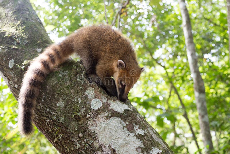 South American Tailed Coati Stock Photo - Image of tree, wildlife: 93864154