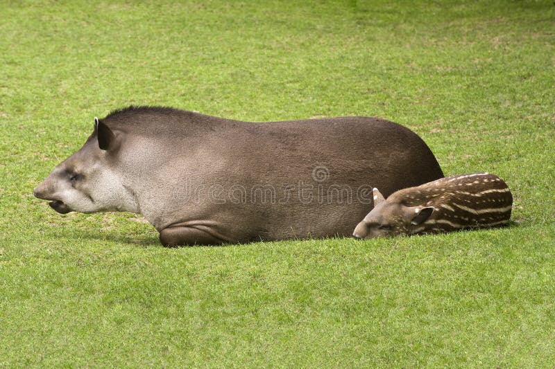 Sleeping Tapir, Corcovado NP, Costa Rica Stock Photo - Image of wild ...