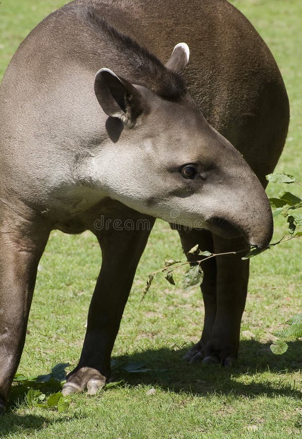 Pacarana Mammal stock image. Image of pacarina, natural - 21622573