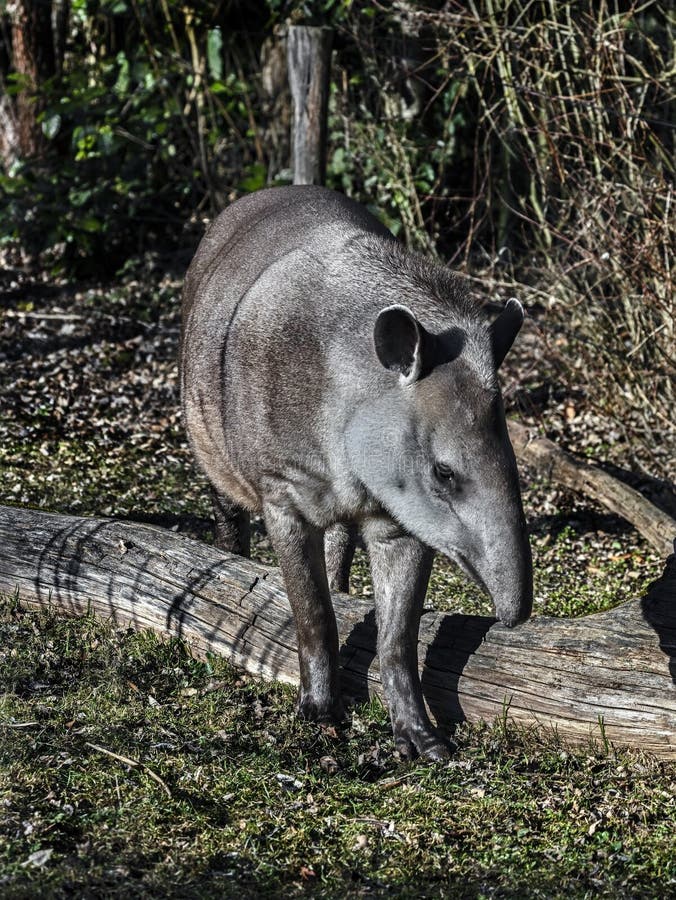 South American Tapir at the Beam 2 Stock Image - Image of american ...