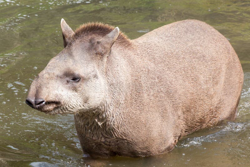 South American Tapir - Head on Shot Stock Photo - Image of water ...