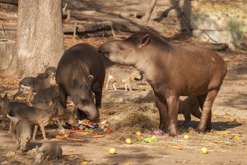 Capybara stock image. Image of pasture, capybara, group - 30619565
