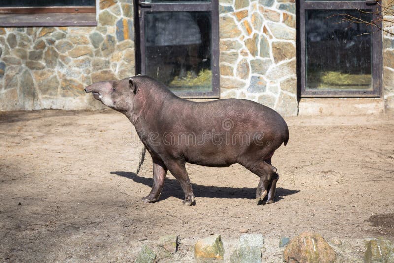The South American tapir stock image. Image of bolivia - 114837273