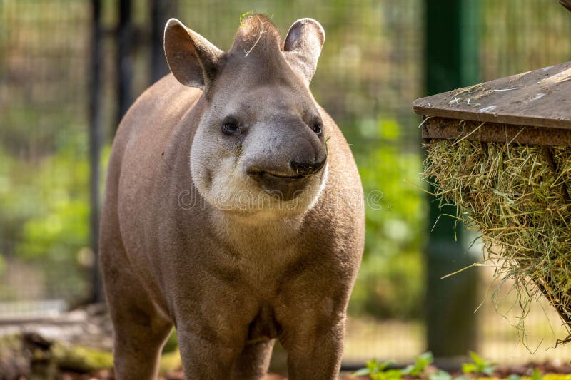 South American Tapir at the Zoo Stock Image - Image of mammal ...