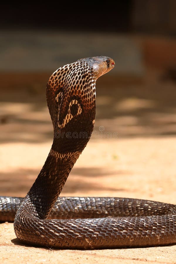 A South Asian Cobra in Sri Lanka Stock Photo - Image of real, cobra ...