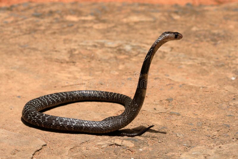 A South Asian Cobra in Sri Lanka Stock Photo - Image of asia, snake ...