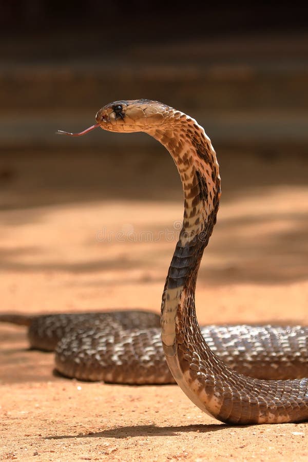 A South Asian Cobra in Sri Lanka Stock Photo - Image of asia, india ...