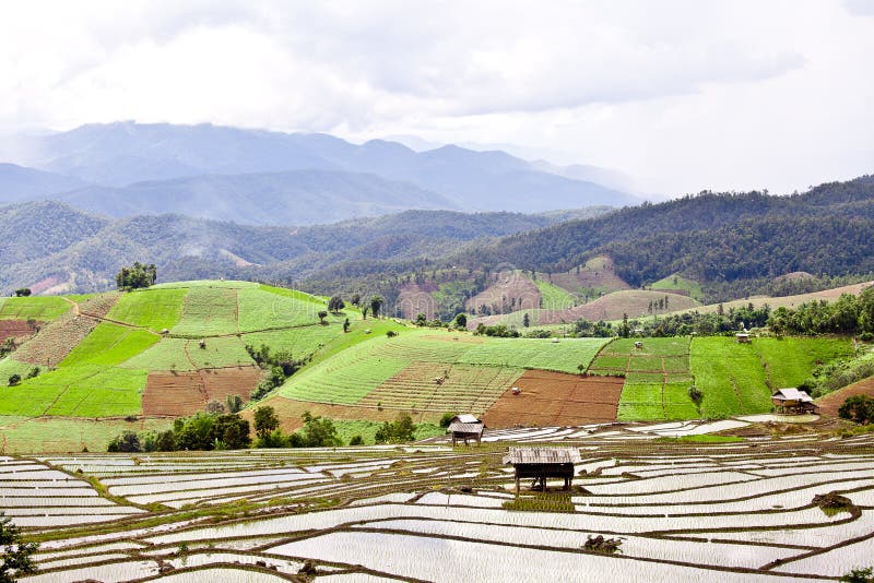 South Asian Rice Field Terraces. Stock Image - Image of food, curved ...