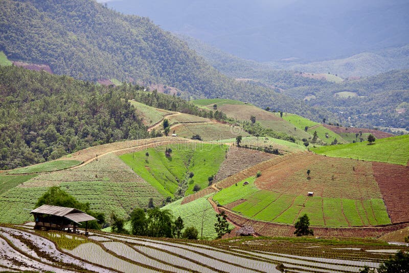 South Asian Rice Field Terraces. Stock Photo - Image of grows, asia ...