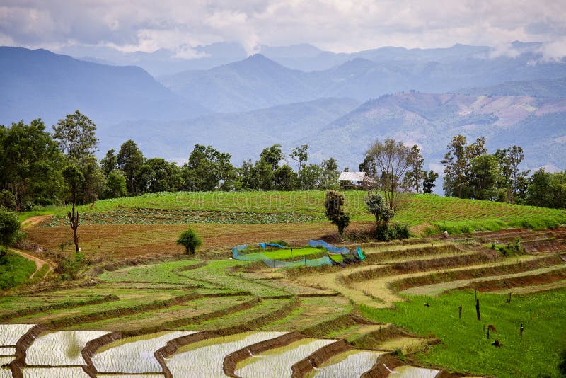 South Asian Rice Field Terraces. Stock Image - Image of environment ...