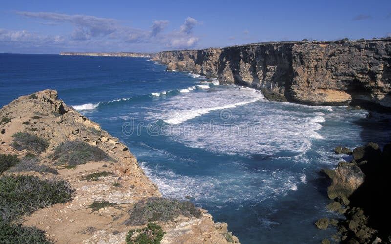 Southern Right Whale Bunda Cliffs Nullarbor Plain Stock Image - Image ...