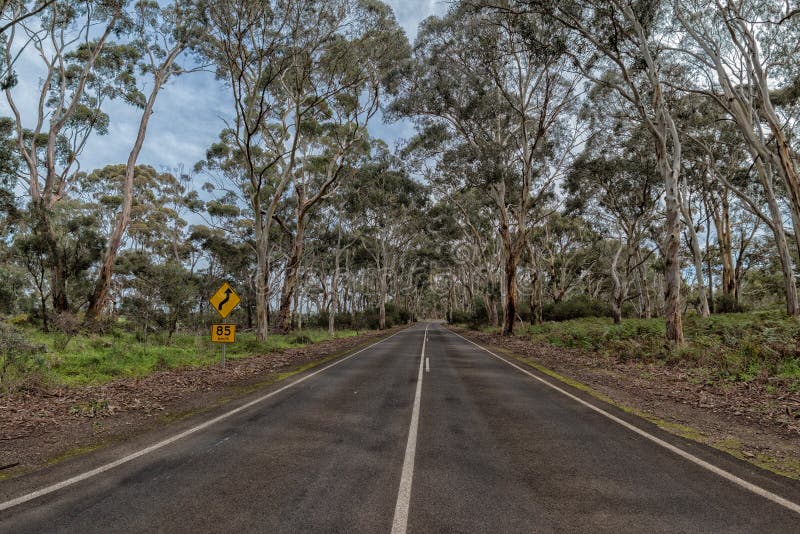 South Australia Road Inside in Eucalyptus Forest Stock Photo - Image of ...