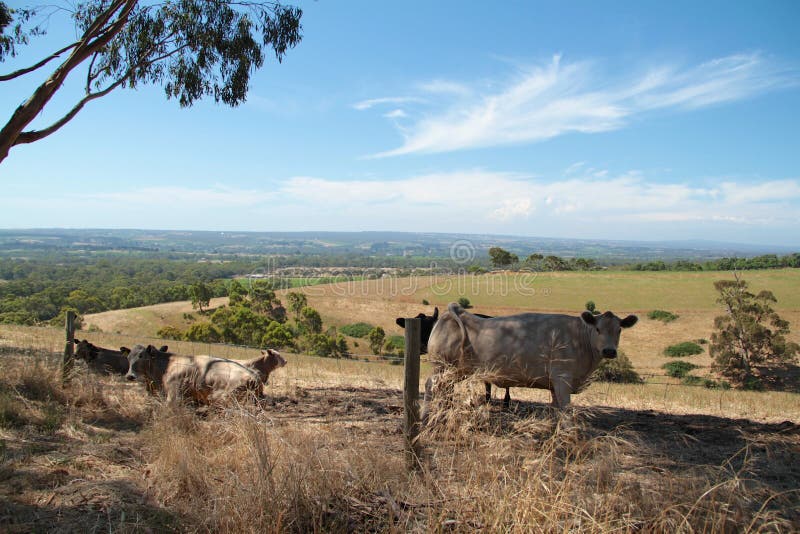 South Australian Field stock photo. Image of farm, agriculture - 94055390