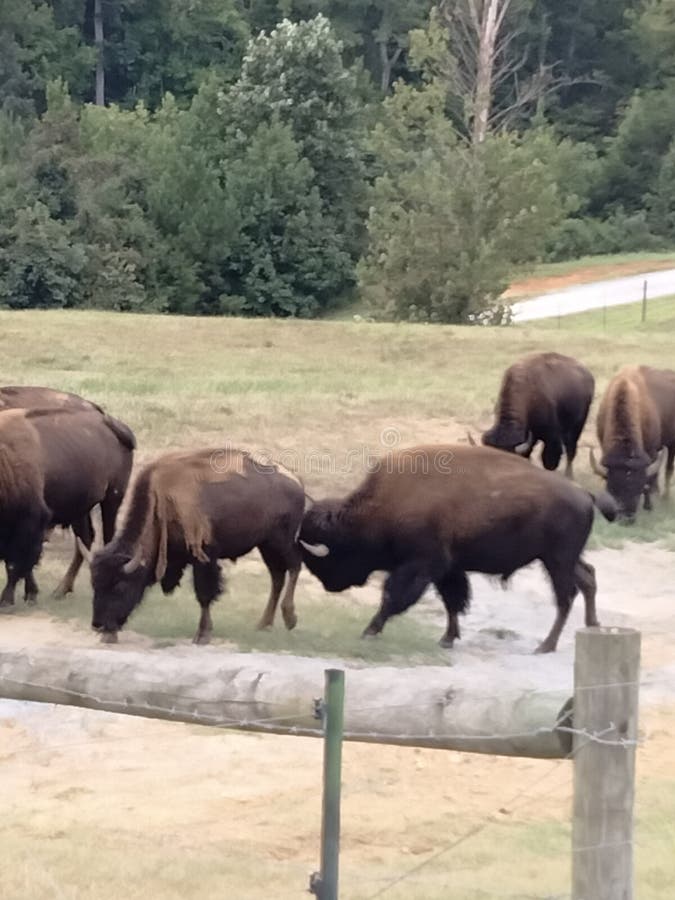 South Carolina Byson stock image. Image of byson, south - 254506421