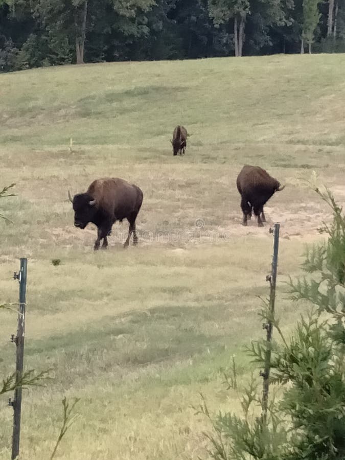 South Carolina Byson stock photo. Image of carolina - 254506428