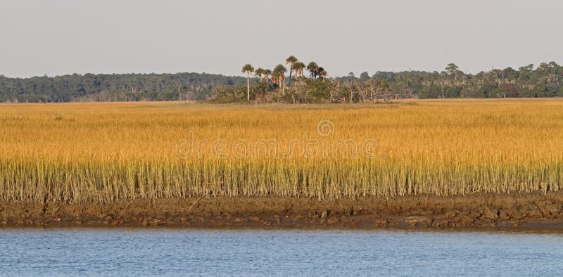 South Carolina Salt Marsh stock image. Image of tropics - 35067635