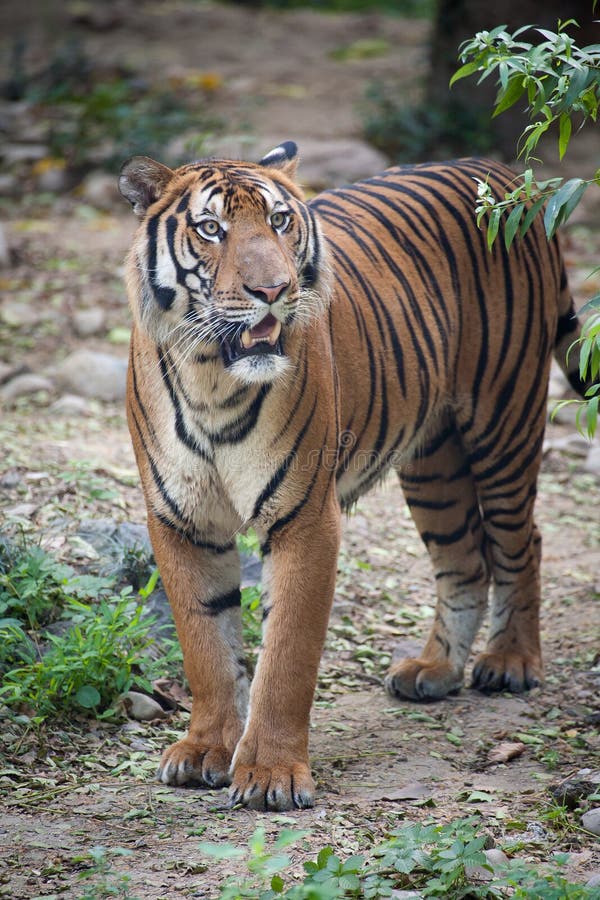 South China tiger stock image. Image of animals, large - 21854459